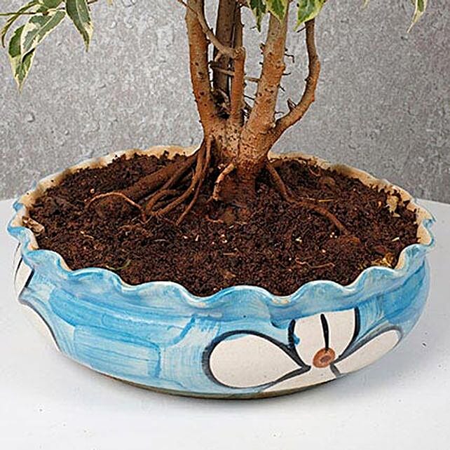 Ficus Starlight Bonsai Tree | Gift Online Bonsai Tree - Ferns N Petals