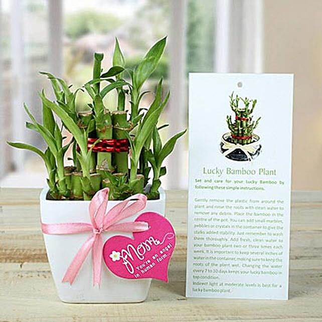 Good Luck Mom | Gift Good Luck Mom-2 layer bamboo in white pot - Ferns ...