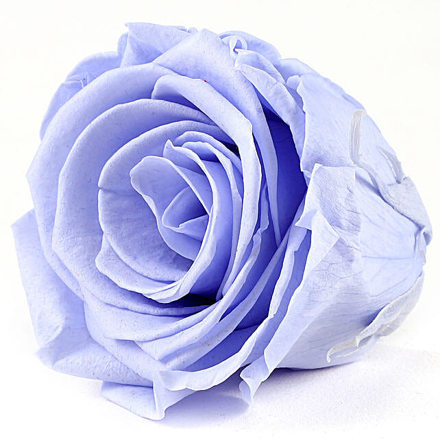 Lavender Blue Forever Rose In Velvet Box | Gift Forever Rose for Her ...